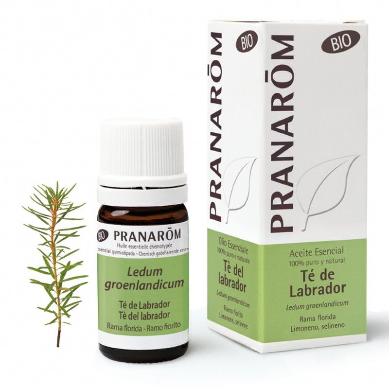 Aceite Esencial Te de Labrador Rama Flori Bio 5 ml de Pranarôm — La ...